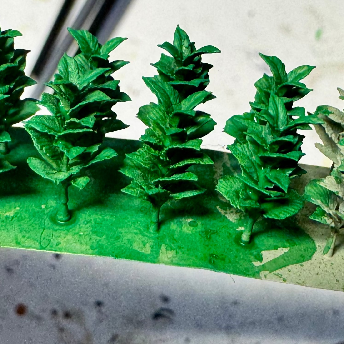 Tobacco Plants – miniprints